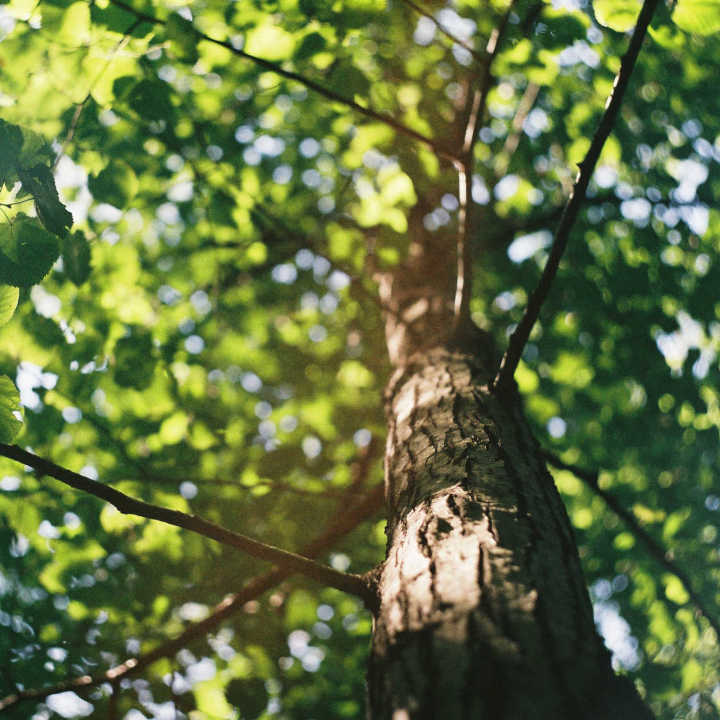 Happy Tree Service of St. Louis | About Us