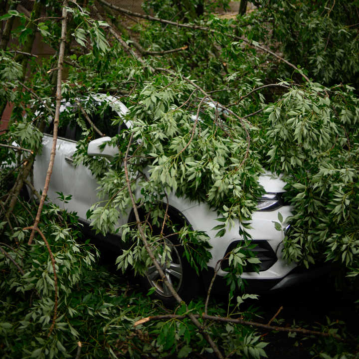 Happy Tree Service of St. Louis | About Us