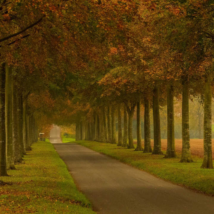 Happy Tree Service of St. Louis | Our Services