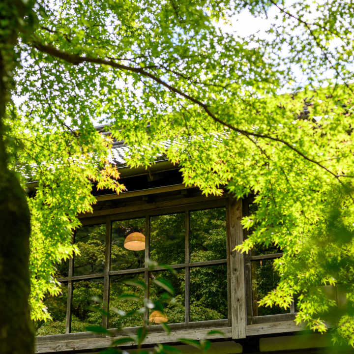 Happy Tree Service of St. Louis | Our Services